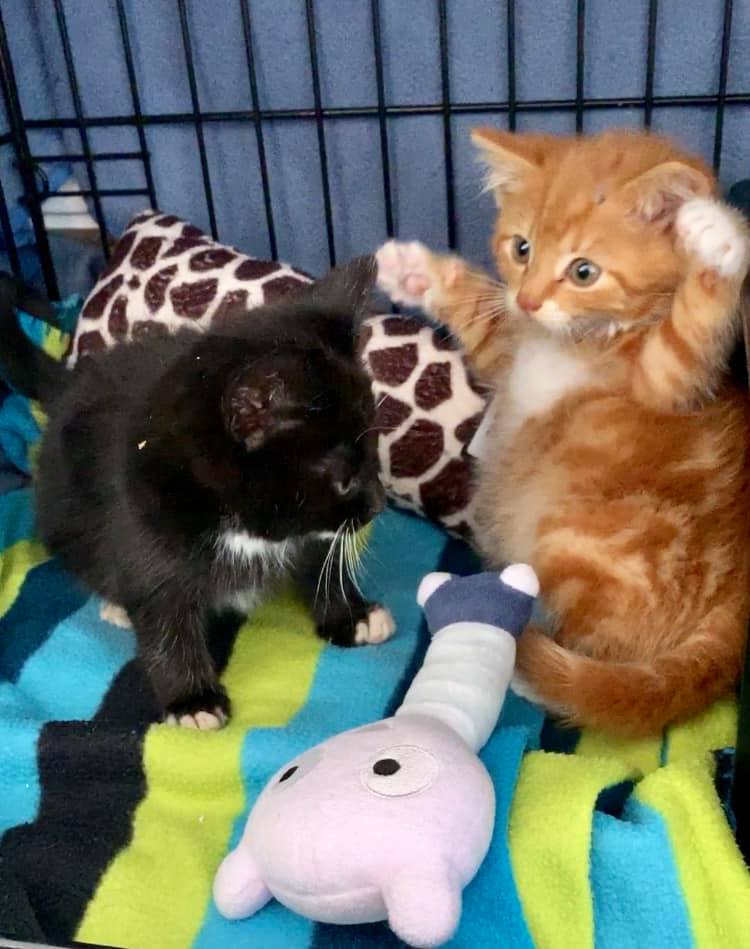 Galleri - Elmelunds Dyreklinik